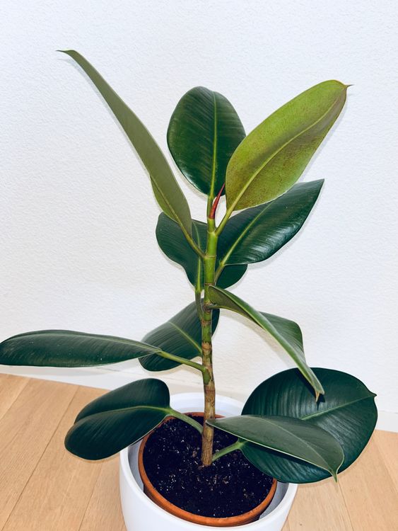 FICUS ELASTICA ROBUSTA Pflanze, Gummibaum (Gebraucht) in Kilchberg ZH ...