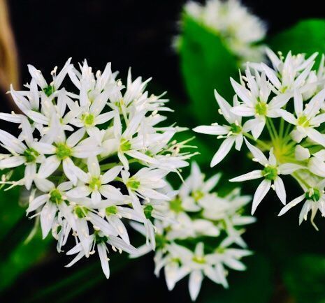 50 Samen BÄRLAUCH “ALLIUM URSINUM” (Neu und originalverpackt) in Rovio für CHF 11 – mit ...