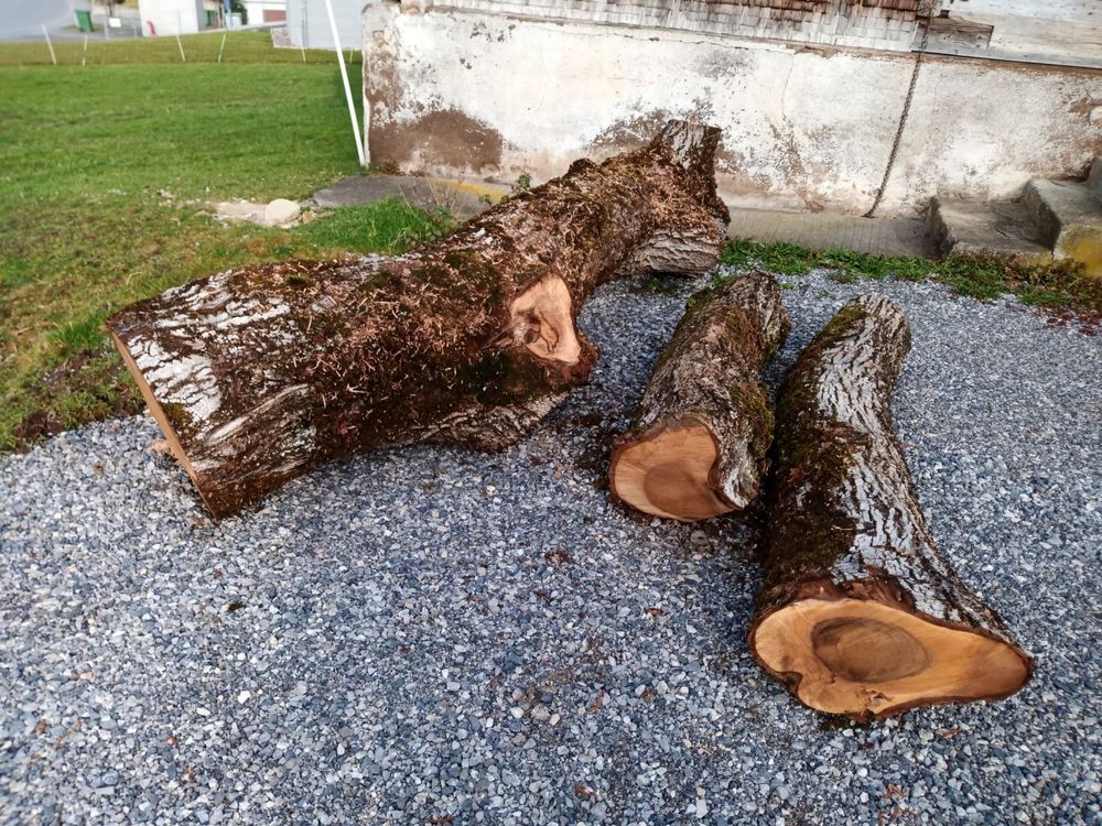 Nussbaum Rundholz | Kaufen auf Ricardo