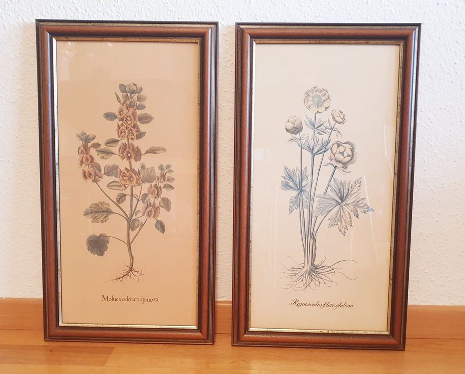 2 antike Blumen-Bilder in schönem Rahmen (Gebraucht) in Dübendorf für ...