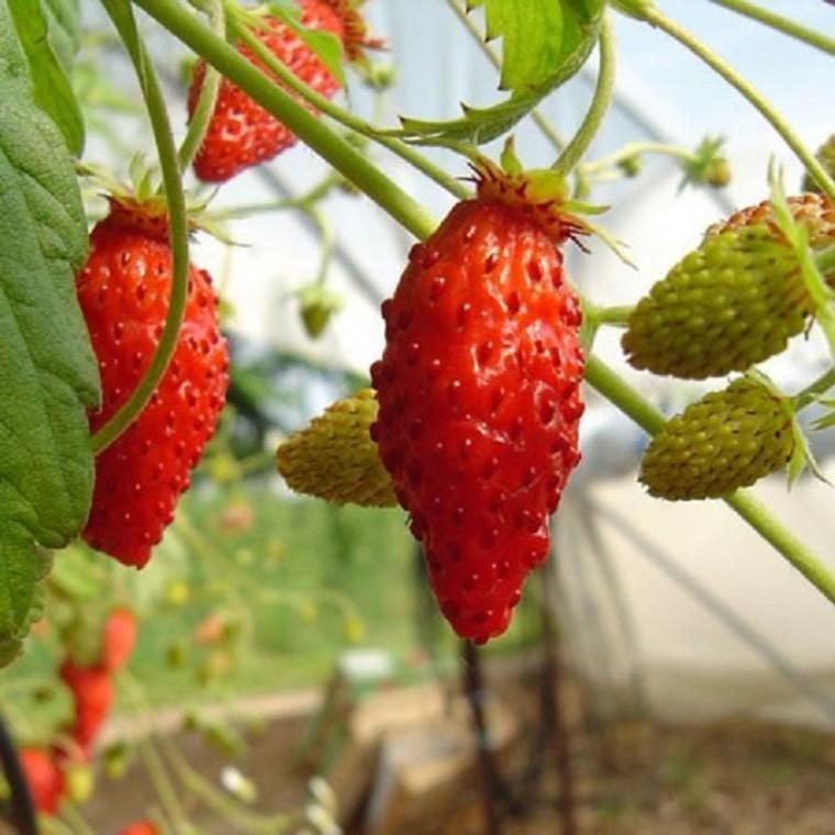 Fraise des Bois - Reine des Vallées 20 plants (Neu (gemäss Beschreibung ...