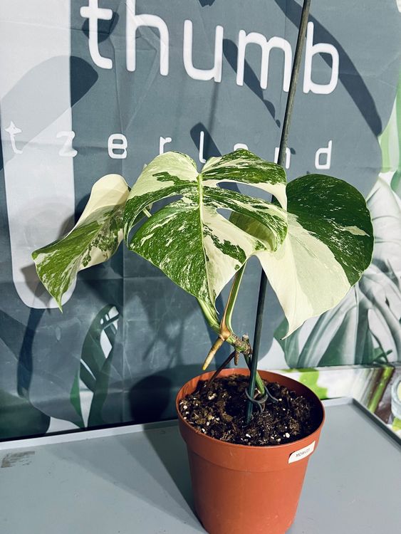 Monstera Deliciosa Variegata Samen