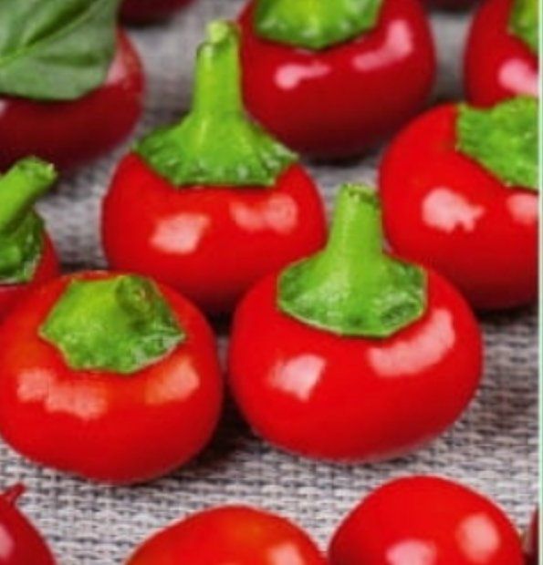 Chili, Kirschchili "Bacio del Diavolo" 35.000 SHU/ 5 Samen (Neu (gemäss ...