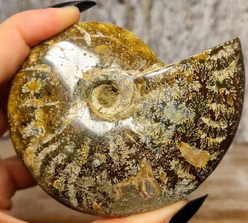 Ammonit 212g (Neu (gemäss Beschreibung)) in Matzingen für CHF 15 – mit Lieferung auf Ricardo kaufen