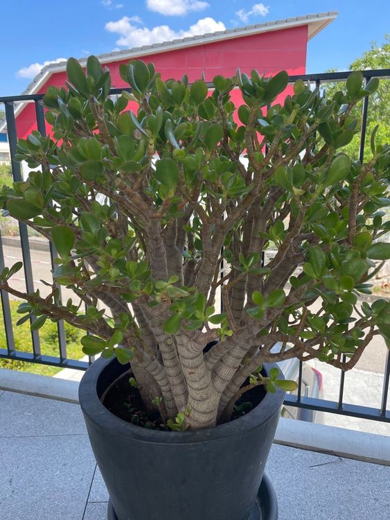 Geldbaum ( ca 50 cm hoch, ohne Topf gem.) (Gebraucht) in Wittnau für ...