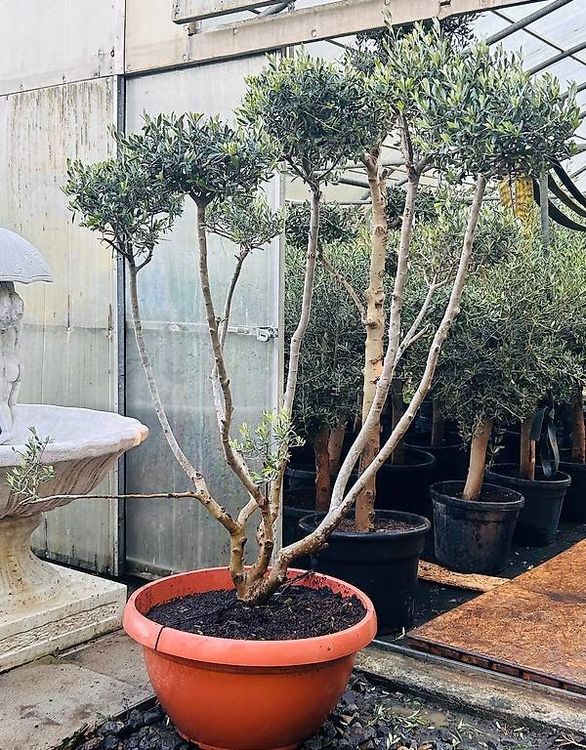 Olivenbaum "Pom-Pom" in Tontopfoptik (Neu (gemäss Beschreibung)) in Zuckenriet für CHF 490 – nur ...