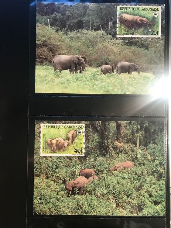 WWF Gabun 1988 Waldelefant Satz Maximumkarten (Neu (gemäss Beschreibung)) in Liestal für CHF 2 ...