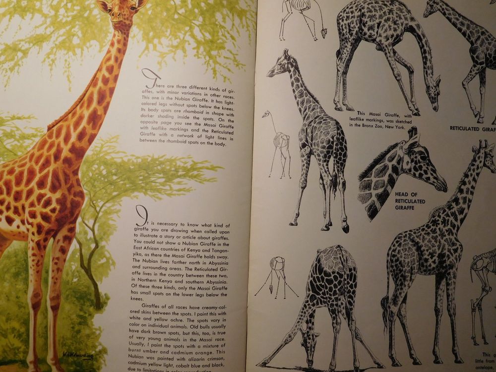 Zeichnen: How to draw and paint hoofed animals, W.T. Foster (Gebraucht ...