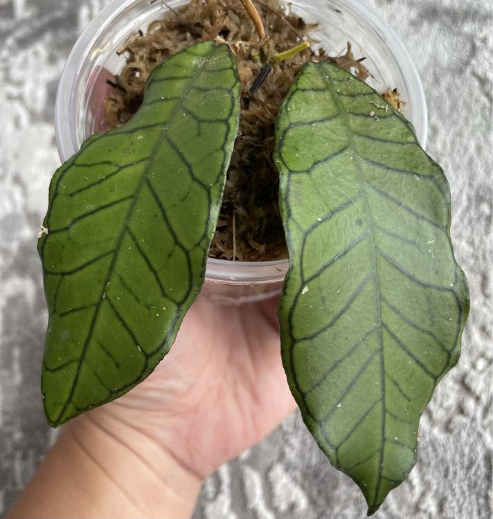 Hoya Gunung Gading | Kaufen auf Ricardo