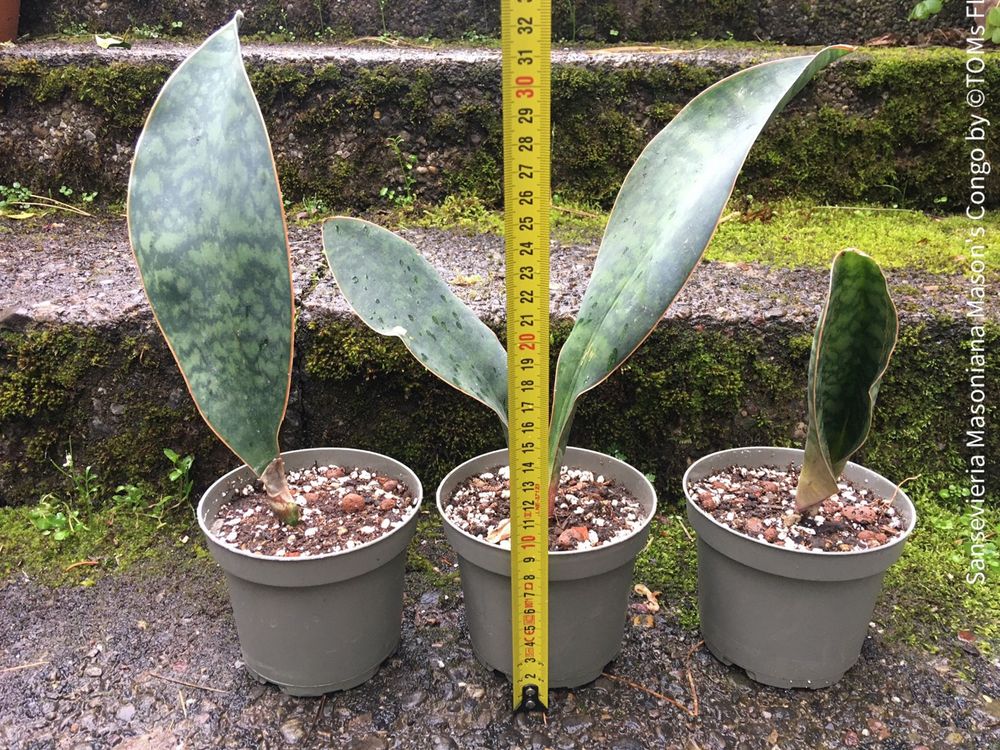 Sansevieria Masoniana Mason's Congo - 100% Bio-Pflanze (Neu und ...