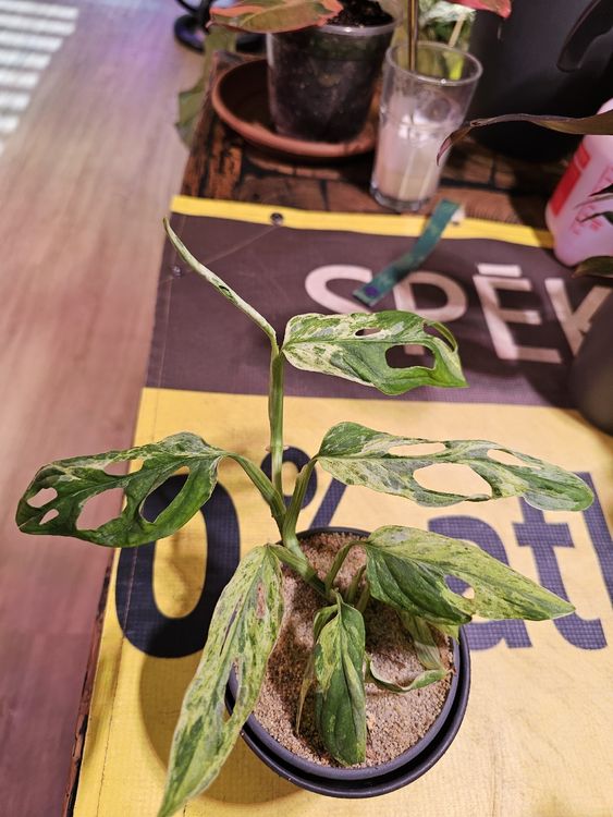 Monstera Adansonii Indonesien Marbel | Kaufen auf Ricardo