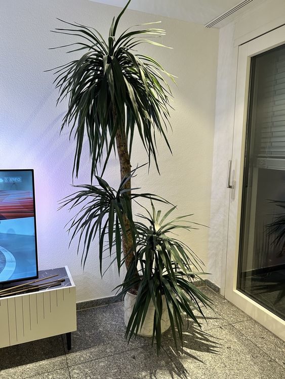 Yucca Palme 2m