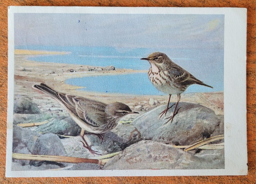 AK Le Pitpit Spioncelle Aquarelle de Léo-Paul Robert 1950 ? (Gebraucht) in St Gallen für CHF 2 ...