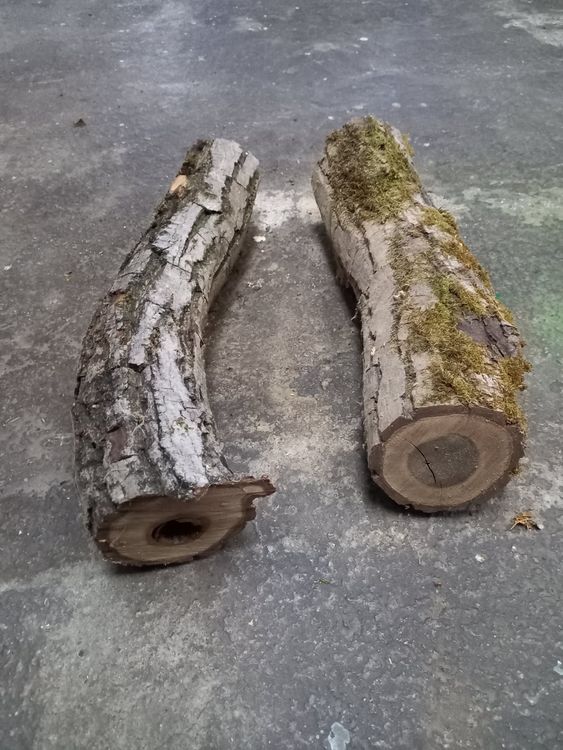 Nussbaum Rundholz mit Rinde (Neu (gemäss Beschreibung)) in Bilten für ...