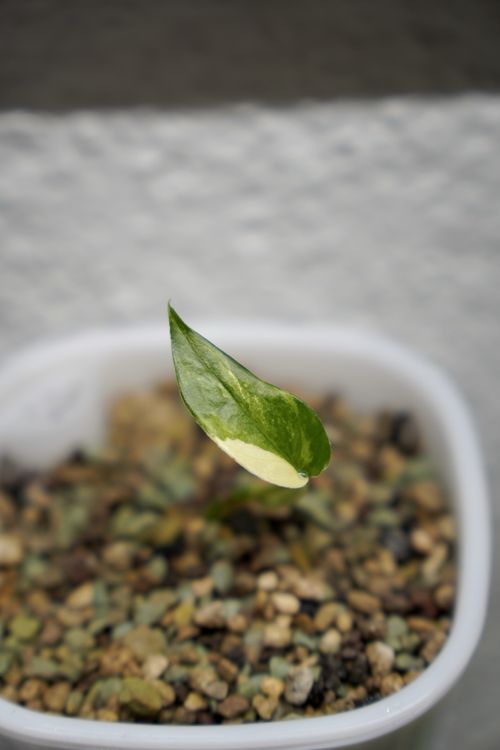 Monstera adansonii ‚Indonesian Marble‘ in Semi-Hydrokultur (Gebraucht ...