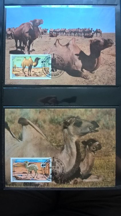 WWF Mongolei 1985 Zweihöckriges Kamel Satz Maximumkarten (Neu (gemäss Beschreibung)) in Liestal ...