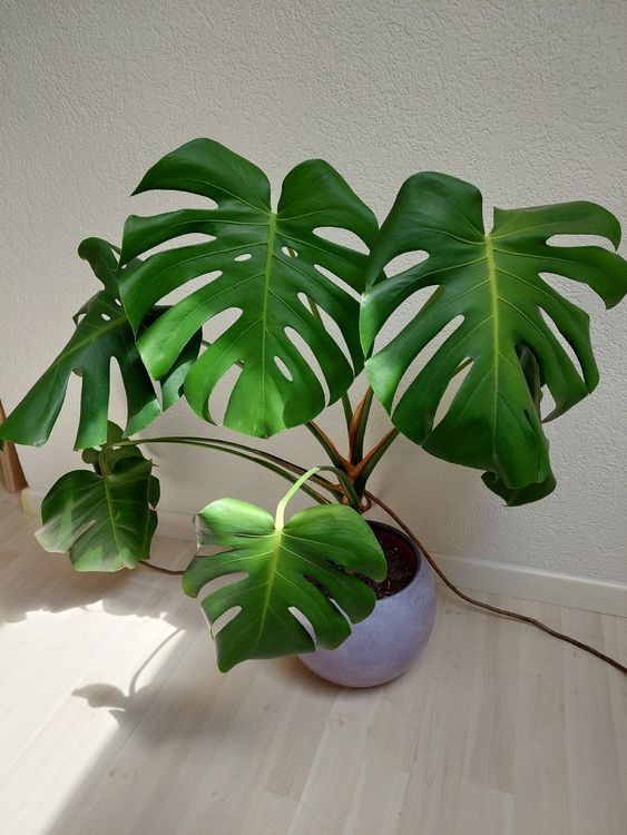 Monstera Hnliche Pflanze