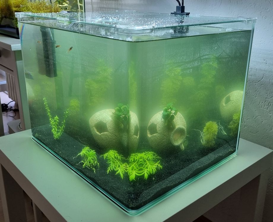 Aquarium Dennerle Nano Scraper's Tank 55l (Gebraucht) in Zurich für CHF ...