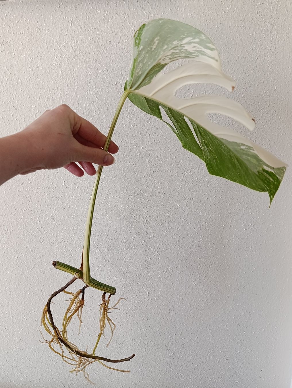 Monstera Deliciosa Variegata Samen