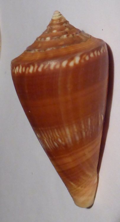 CONUS SCHECH; SEHR SELTENE UNTERART; SCHÖNE MOTIVE,----- (Gebraucht) in ...