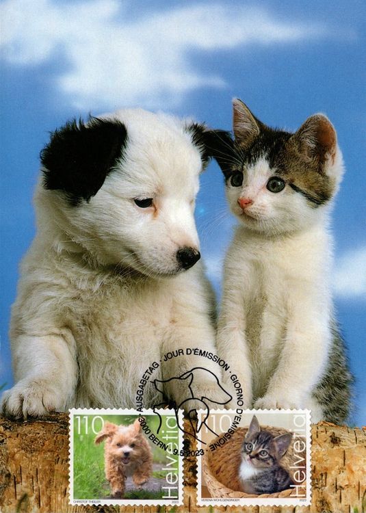 Maximumkarte Süsse Tiere - Hund und Katze (Neu (gemäss Beschreibung)) in Dottikon für CHF 8.5 ...