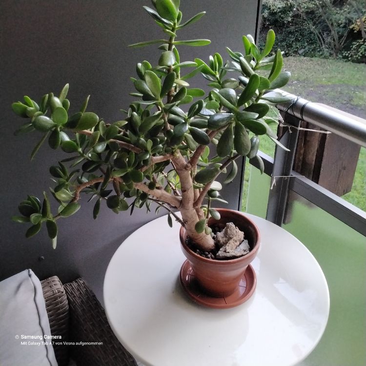 Grosser Geldbaum / Pfennigbaum (Gebraucht) in Rothenburg für CHF 15 ...