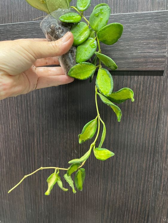 hoya aff burtoniae variegated | Kaufen auf Ricardo