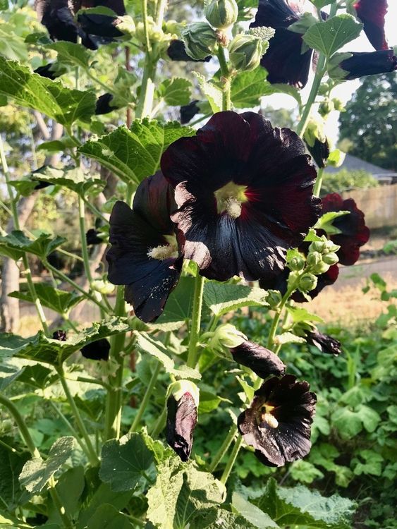 100 Samen schwarze Stockrose Alcea nigra (Gebraucht) in Ehrendingen für ...