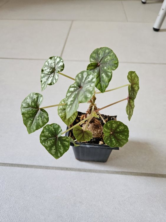 Begonia dregei / Caudex Begonie (Gebraucht) in Diessenhofen für CHF 17 ...