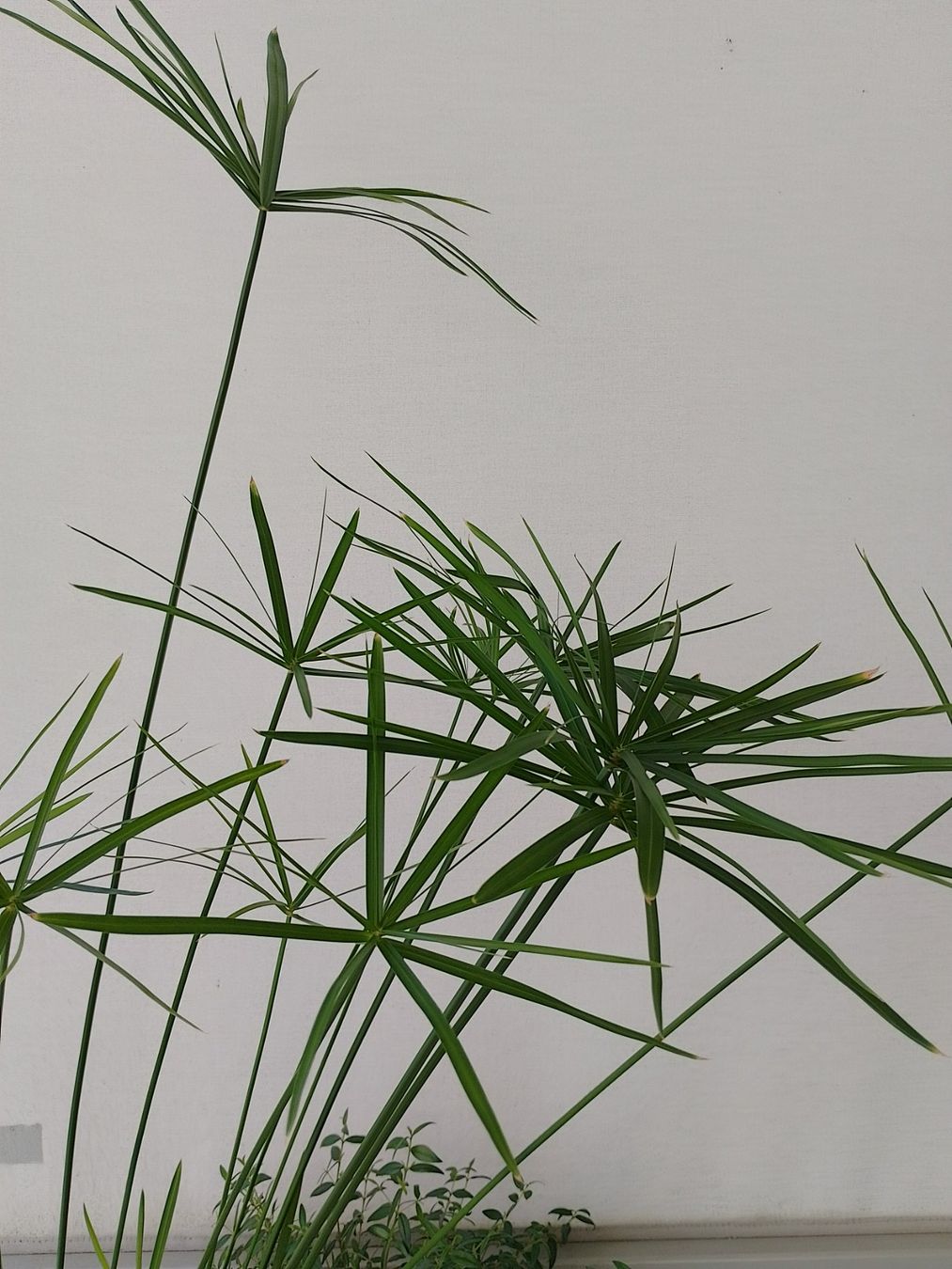 5x Cyperus Alternifolius PAPYRUS STECKLINGE Zypergras NEU!!! (Neu und ...
