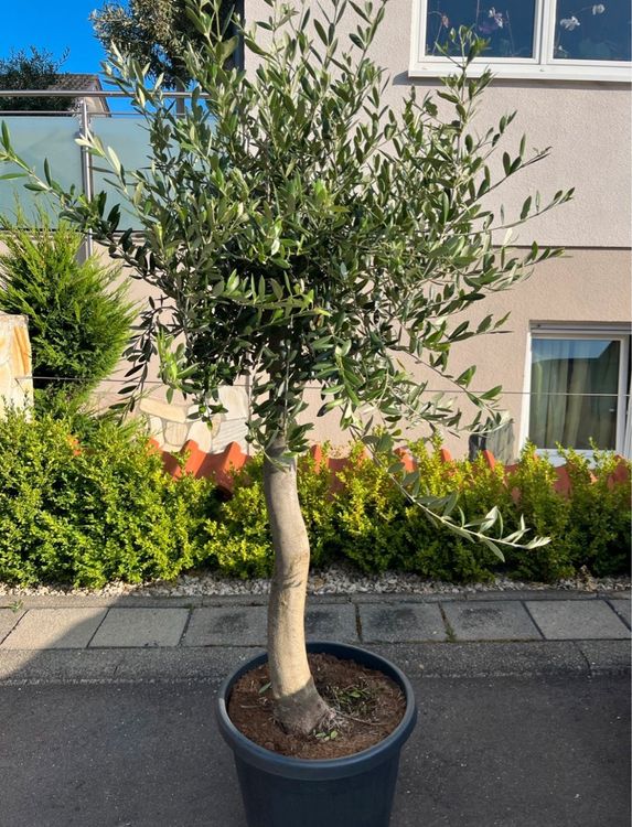 Olivenbaum winterhart ca. 1,70m (Gebraucht) in Riedt b. Erlen für CHF 130 – nur Abholung auf ...