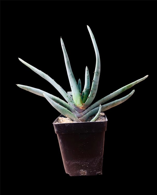 Aloe petricola | Kaufen auf Ricardo