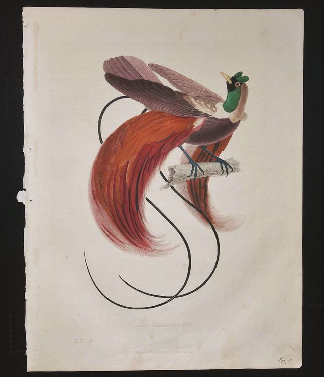 Paradiesvogel altkolorierte Lithographie 1845 (Gebraucht) in Rafz für CHF 30 – mit Lieferung auf ...