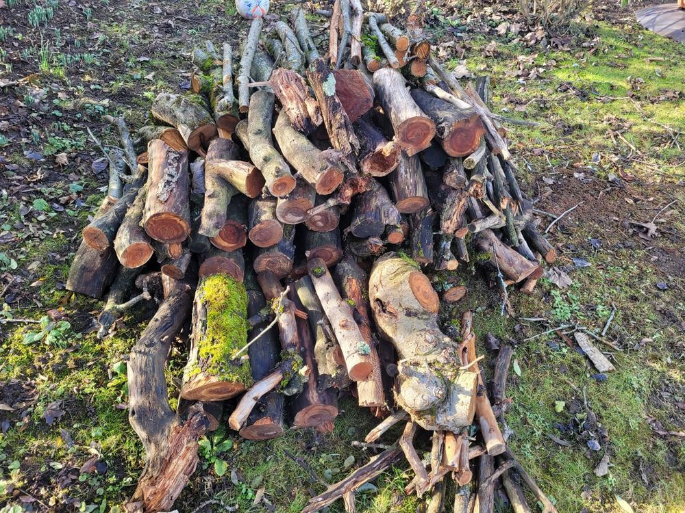 Gratis Holz abzugeben vom Apfelbaum (Gebraucht) in Zürich für CHF 1.1 ...
