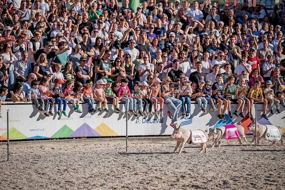 2 Olma Eintritte, Codes können online eingelöst werden (Neu und originalverpackt) in Bern für ...