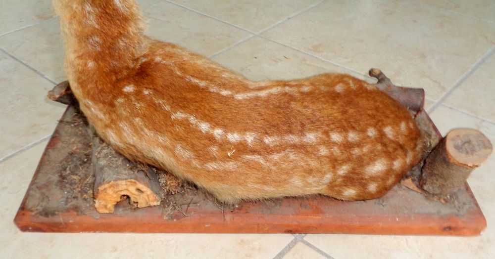 TOP !! Präparat,Tierpräparat , Rekitz , Reh L47×T22×H30 cm (Gebraucht ...