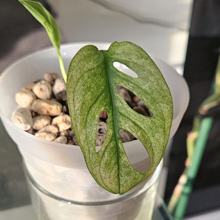 Monstera Adansonii Archipelago „swedish ghost“ variegata | Kaufen auf ...