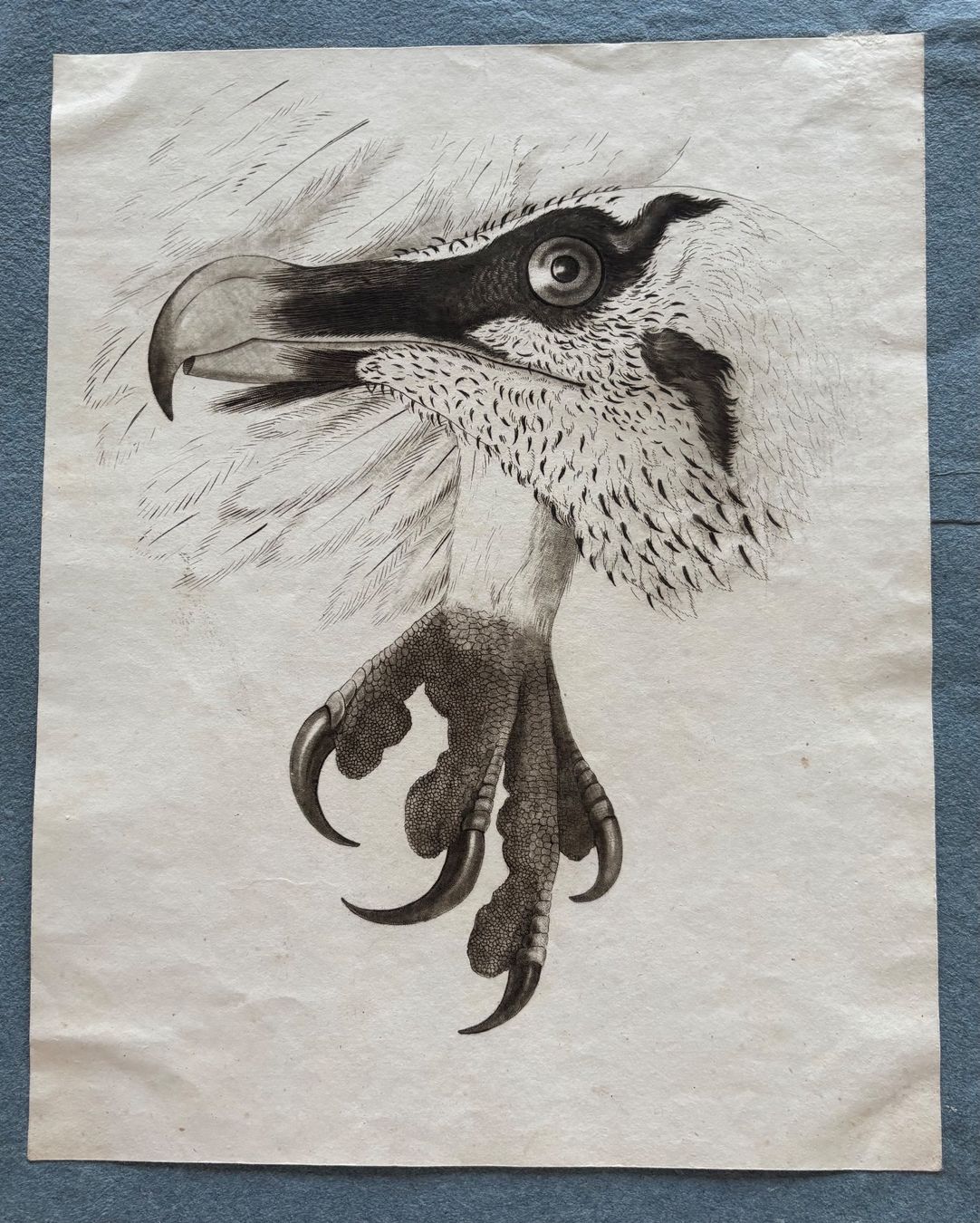 Wilhelm Hartmann, St. Gallen - ADLER, Grafik / Tusche ? 1820 (Gebraucht ...