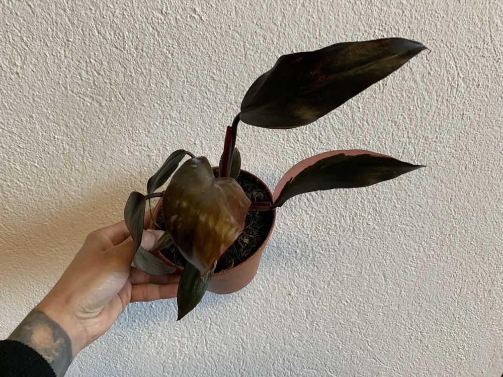 Philodendron bulgury princess rarität | Kaufen auf Ricardo