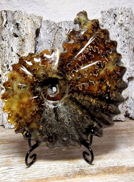 Ammonit 625g (Neu (gemäss Beschreibung)) in Matzingen für CHF 75 – mit Lieferung auf Ricardo kaufen