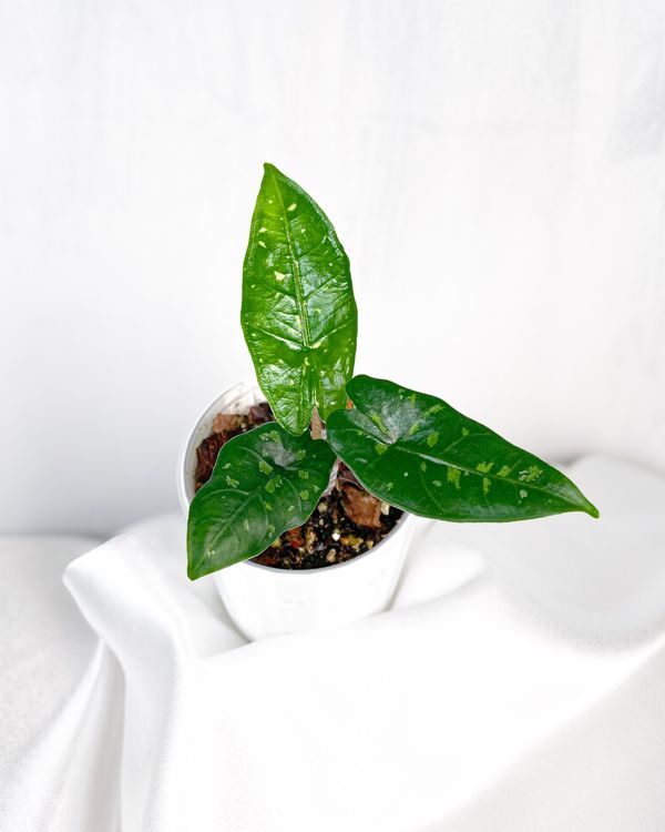 Alocasia Boyceana Shattered Glass (Neu (gemäss Beschreibung)) in ...