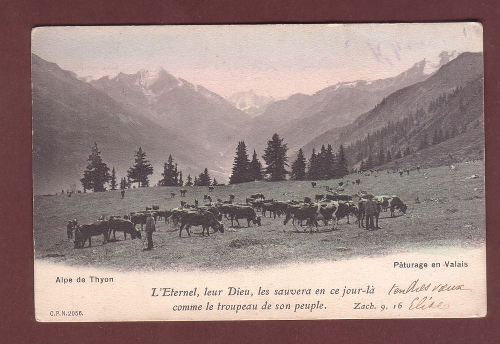 Alpe de THYON - Vaches | Kaufen auf Ricardo
