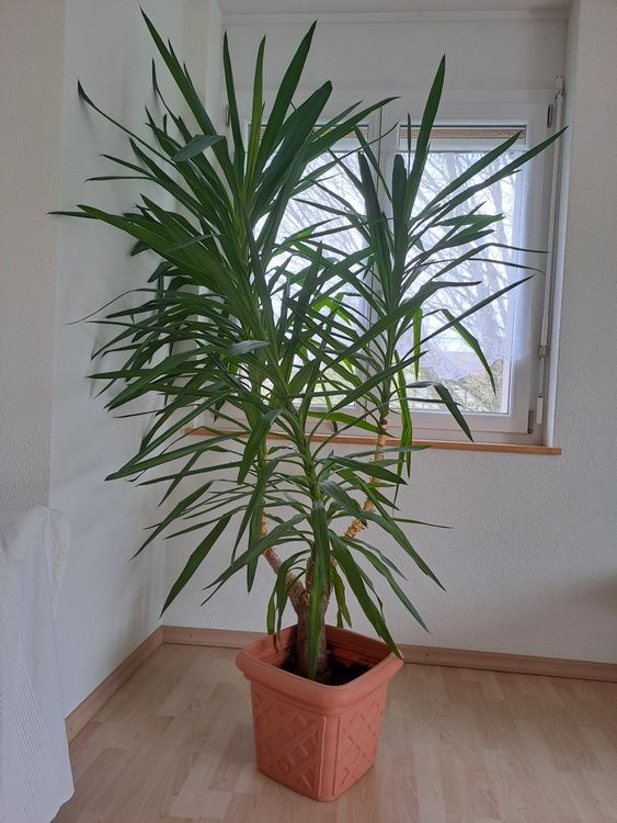 Yucca Palme ca. 2 m hoch | Kaufen auf Ricardo