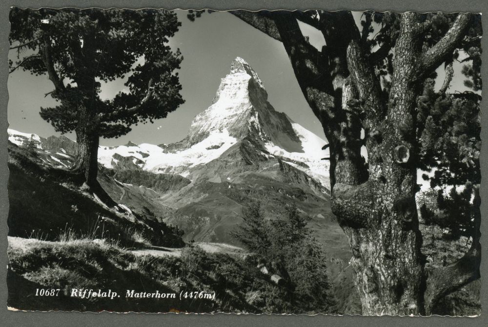 AK sw Zermatt Riffelalp_Arven, Eis und Matterhorn ≈ 1958 (Gebraucht) in Basel für CHF 2 – mit ...