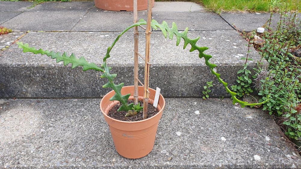 Cryptocereus, sehr schöne seltene Pflanze, Kaktus Kakteen (Gebraucht ...