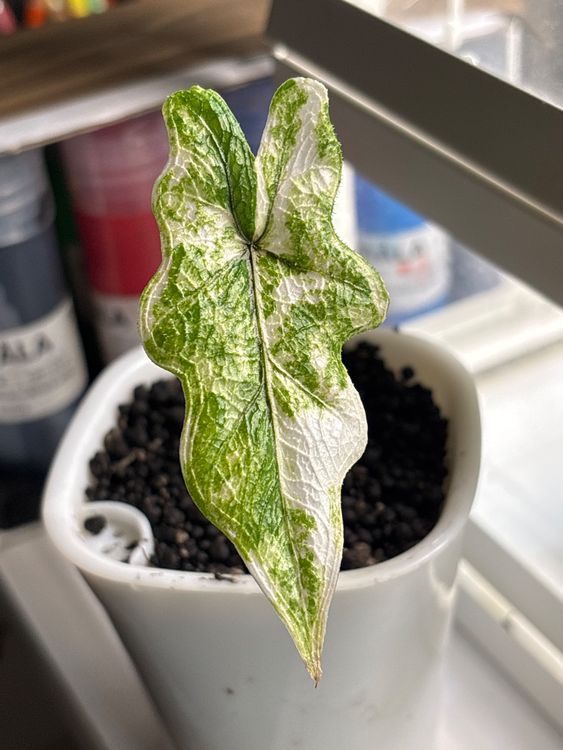 Alocasia Jacklyn Variegata (Neu (gemäss Beschreibung)) in Basel für CHF ...