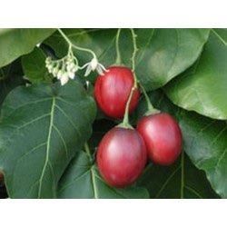 Tamarillo,Baumtomate | Kaufen auf Ricardo