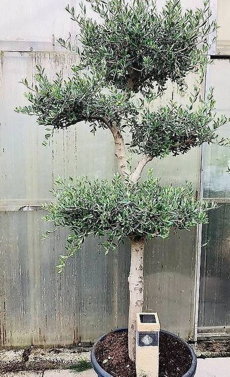 Olivenbaum "Pom-Pom" Gr.L winterhart (Gebraucht) in Zuckenriet für CHF 550 – nur Abholung auf ...