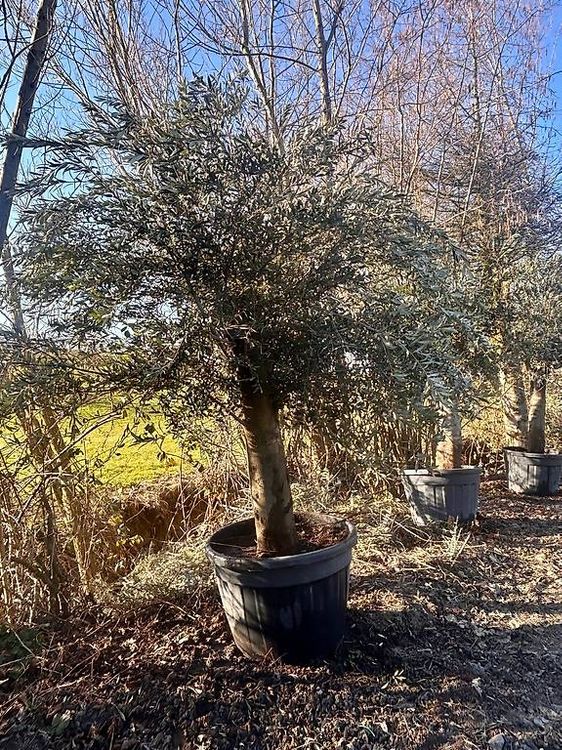 Olivenbaum "Young Skin I" (Gebraucht) in Zuckenriet für CHF 740 – nur Abholung auf Ricardo kaufen