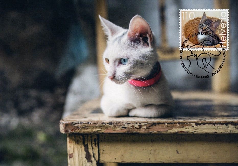 Maximumkarte Süsse Tiere - Katze (Neu (gemäss Beschreibung)) in Dottikon für CHF 8 – mit ...